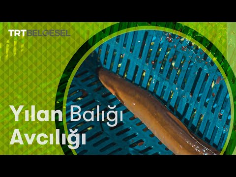 Yılan Balığı Avcılığı | Dağ Gibi