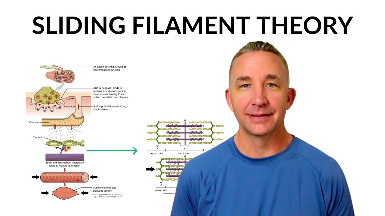 How Muscles Contract: The Sliding Filament Theory (Cross-Bridge Cycle ...