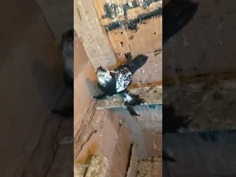 Pigeon, dove Azerbaijan, guyercinler