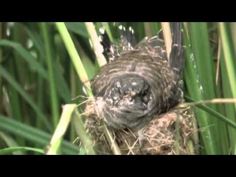 02. Koekoek's Vogelparadijs | Koekoek in nest - YouTube