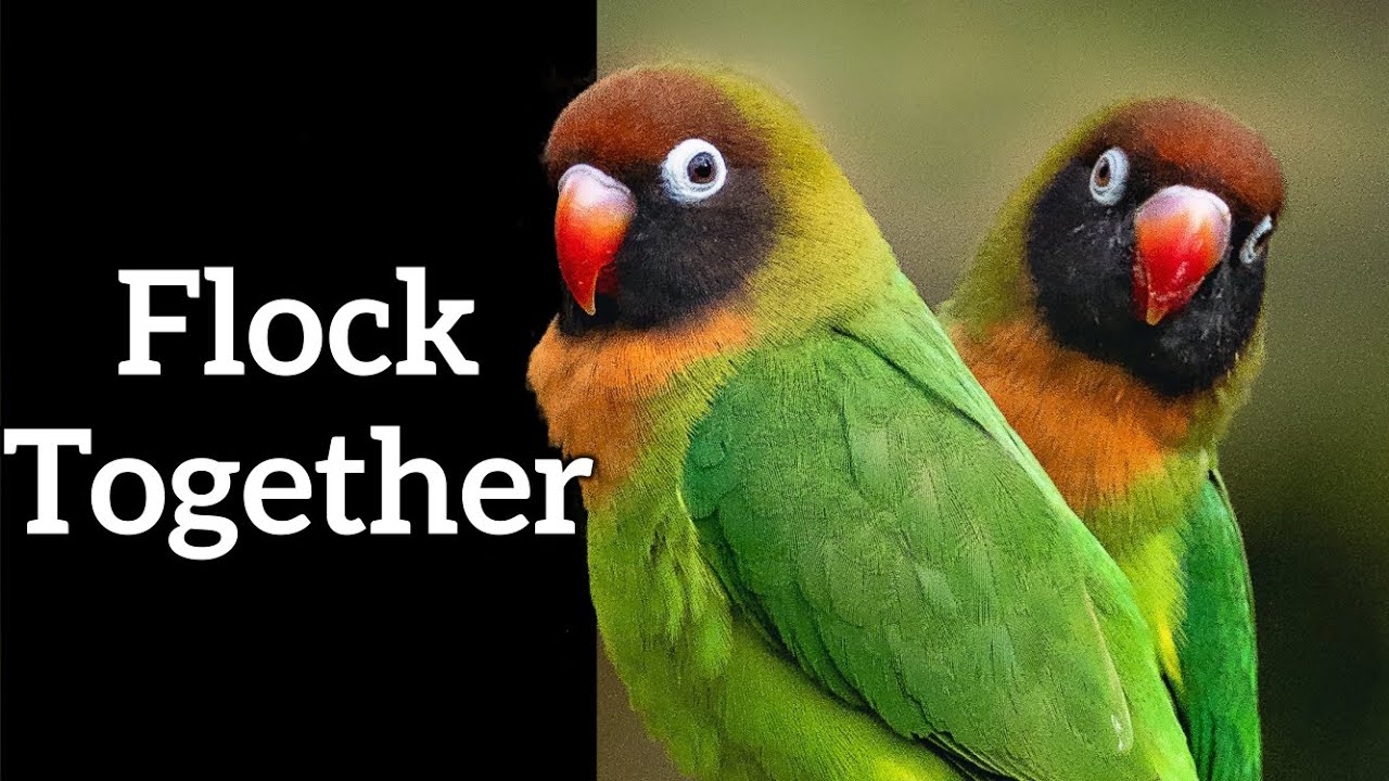 Do Birds of a Feather Flock Together? - Mixed Species Bird Flocks - YouTube