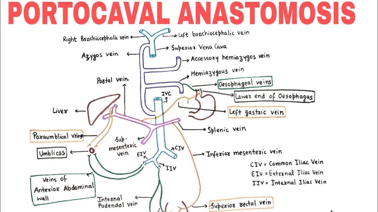 PORTOCAVAL ANASTOMOSIS | PORTOSYSTEMIC COMMUNICATIONS - YouTube