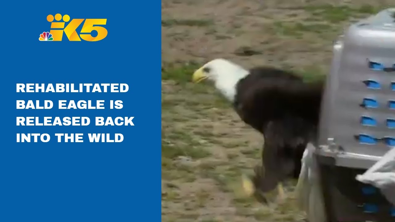 Rehabilitated bald eagle released back into the wild - YouTube