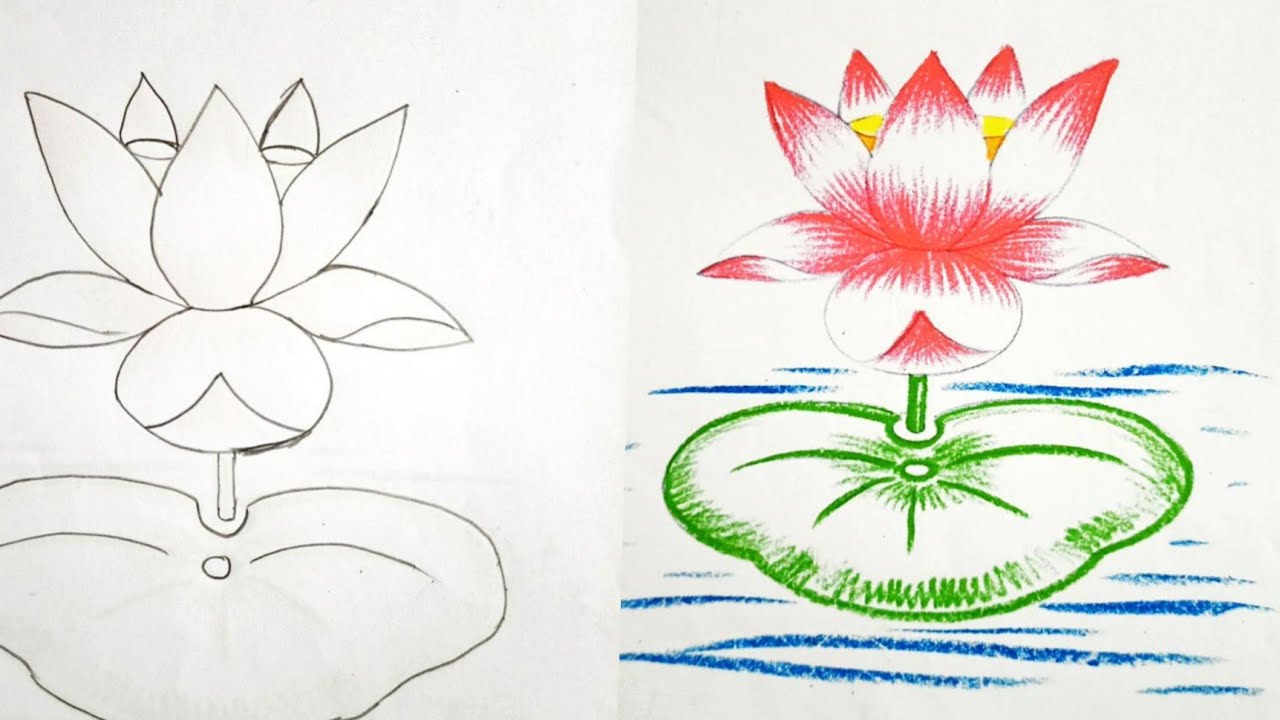 How To Draw Lotus | Lotus Drawing | Draw poddo ful | পদ্ম ফুলের ছবি ...