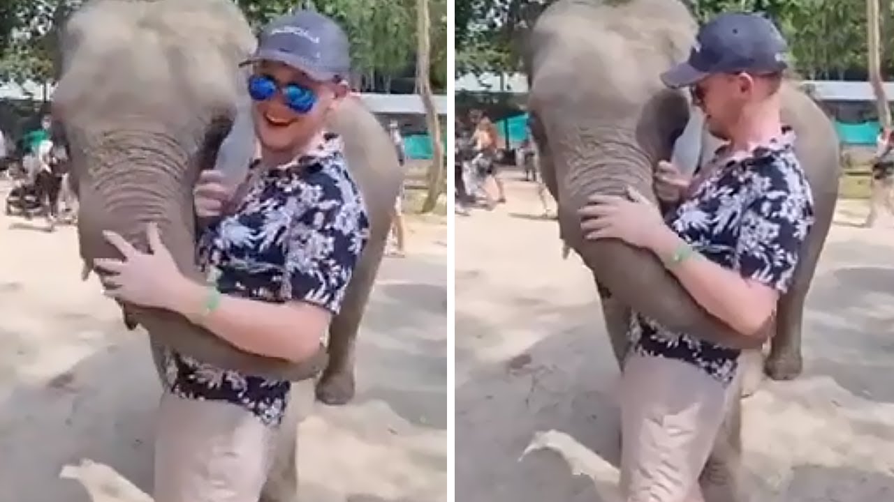 Lucky tourist gets heartwarming hug from elephant #shorts - YouTube