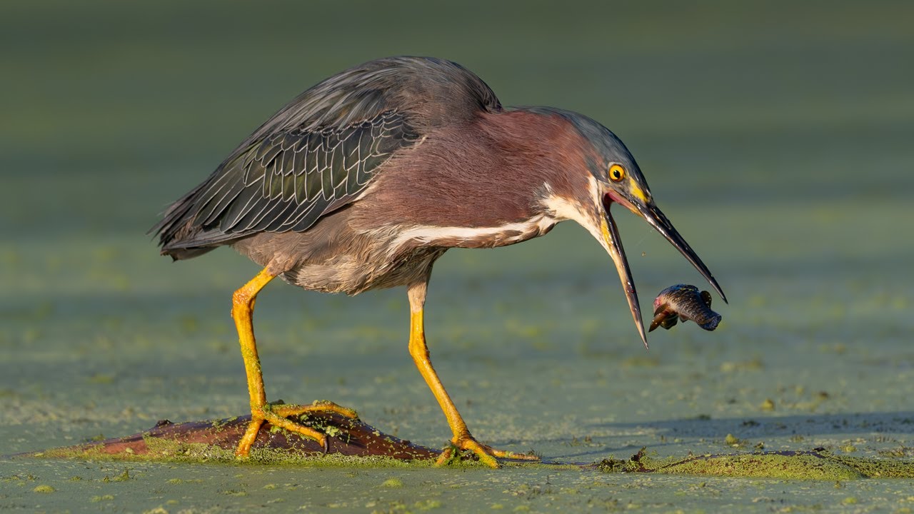 Captivating Nature & Wildlife: Eye-catching Bird and Animal Photography ...