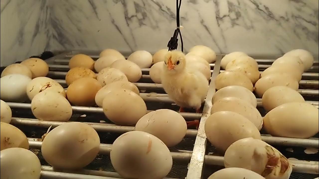 Kuthuk Ayam Baru menetas - YouTube