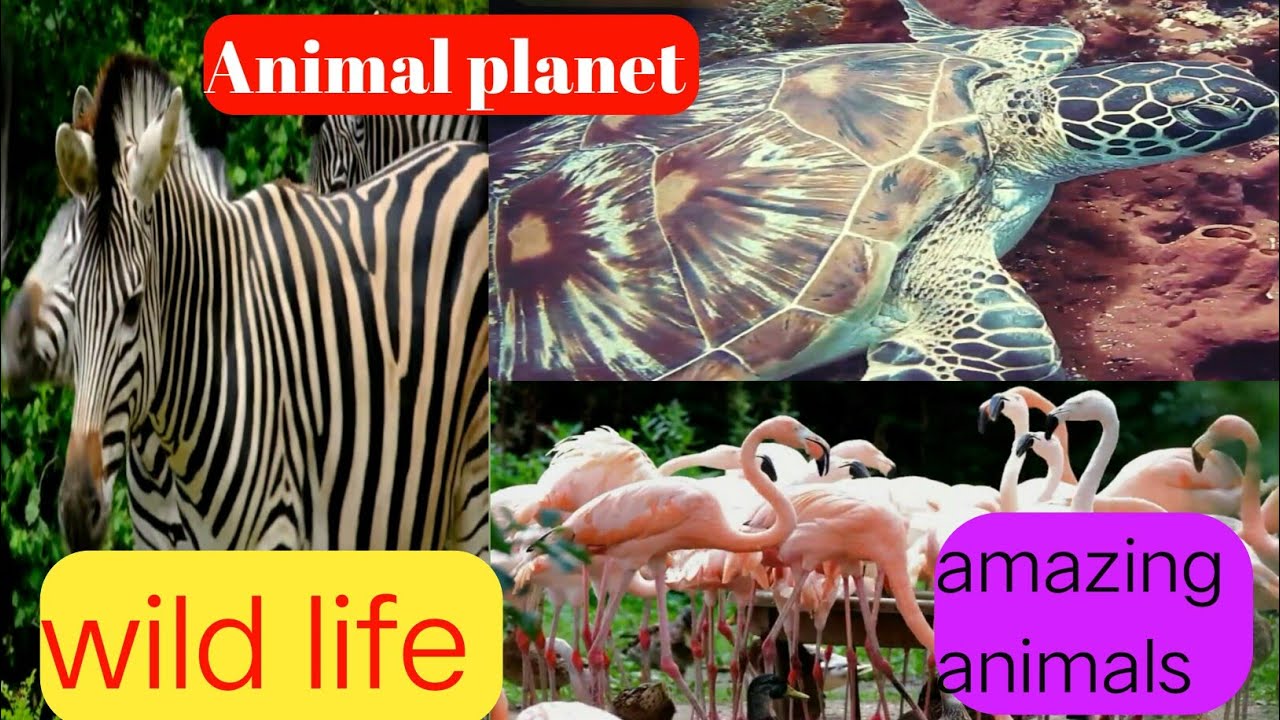 animal world | animal planet | wild animals | forest life | discover of ...