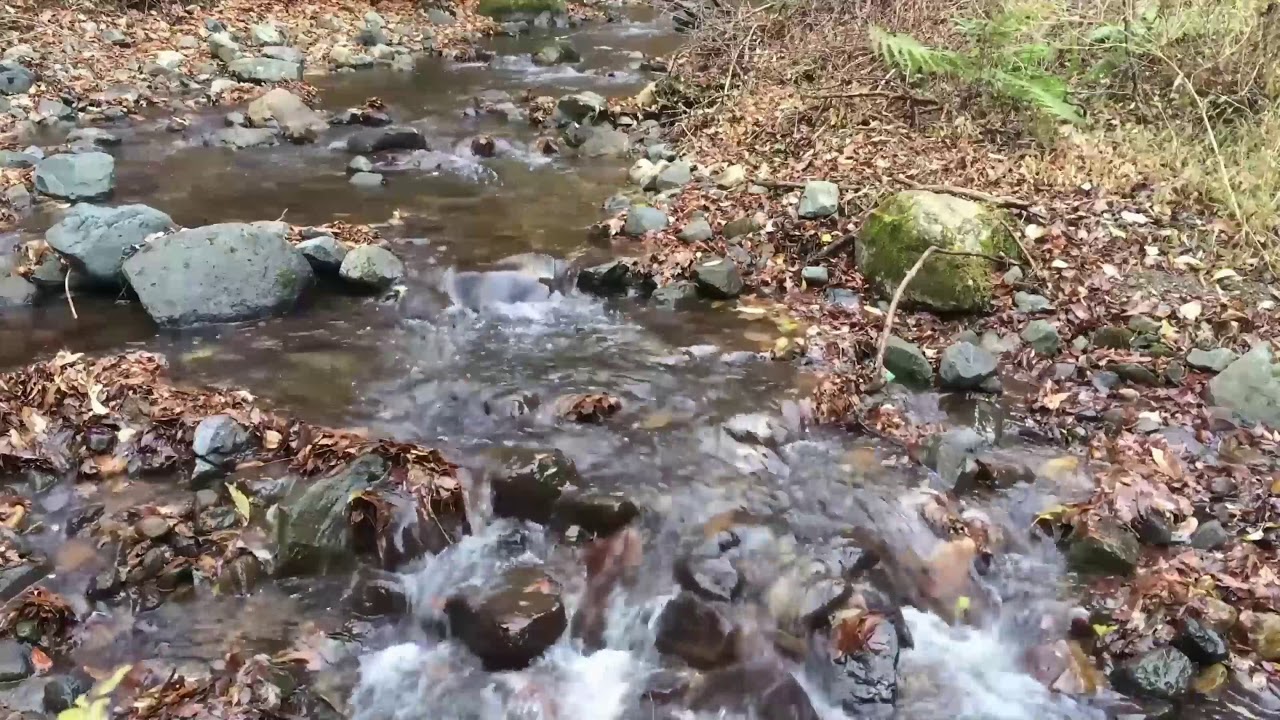 Babbling Brook I Nature Sounds Relaxing Music Birds And Water - YouTube