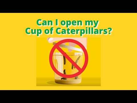 Can Caterpillars Replenish Their Hemolymph