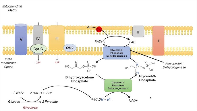 Calcium And Ip3 In Signaling Pathways