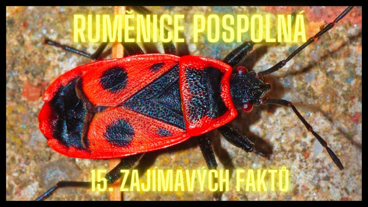 Ruměnice Pospolná 15. Zajímavých faktů / an European firebug 15 ...