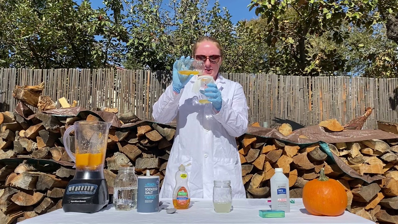 Pumpkin DNA Extraction - YouTube