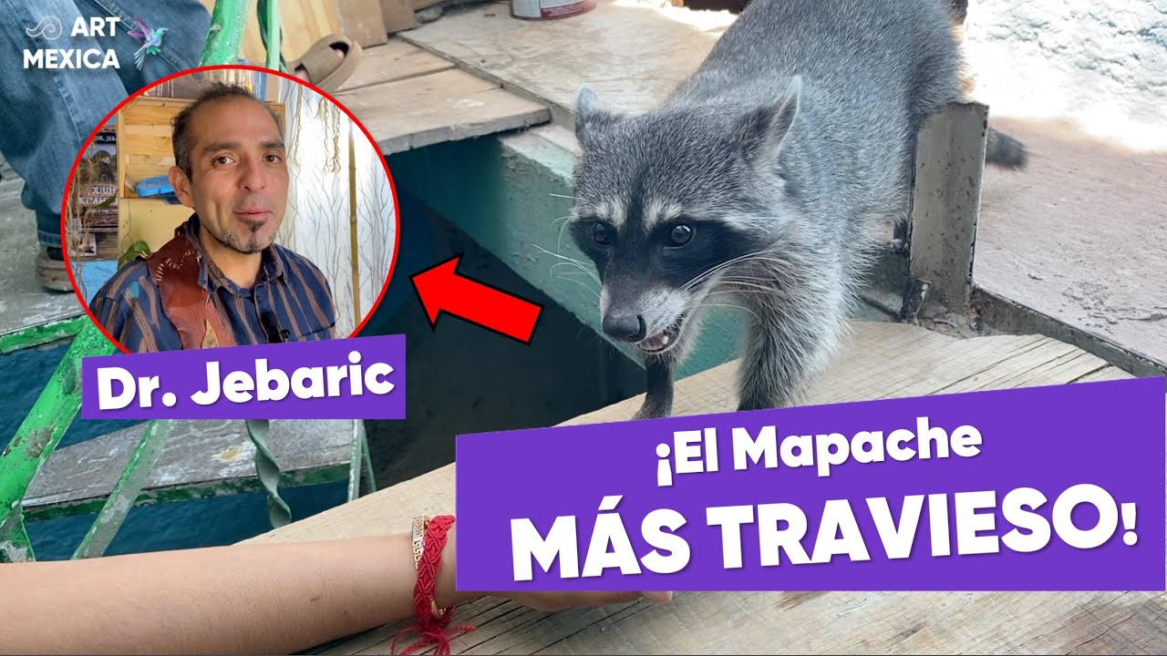 ¡El Mapache MÁS TRAVIESO! - YouTube