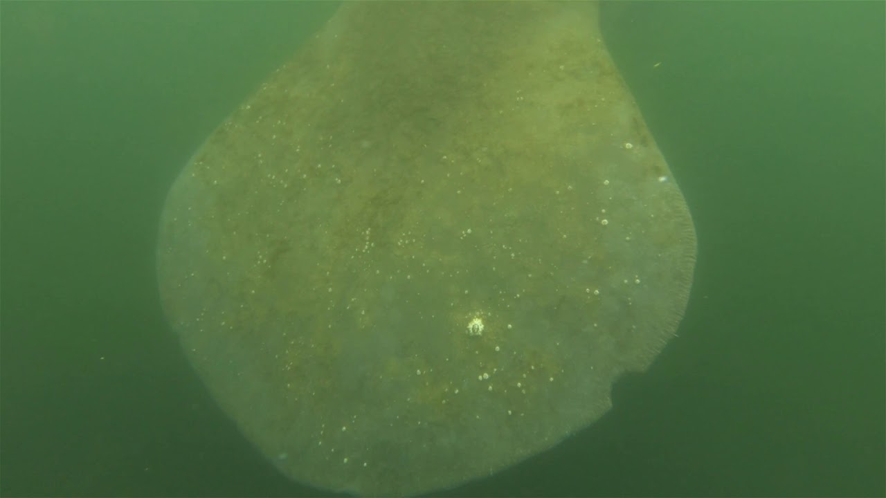 Snorkeling with Manatees in Three Sisters Springs / King Spring in ...