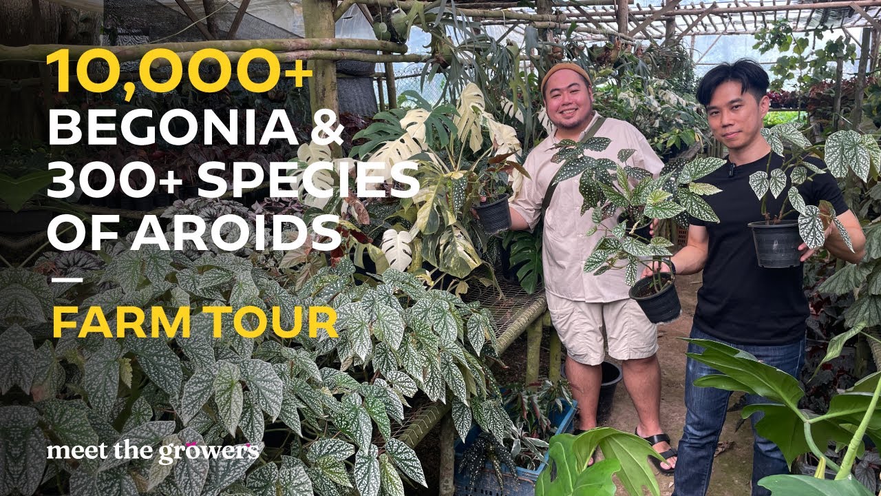 10,000+ of Begonia and 300+ Species of Aroid | Meet the Growers Farm ...