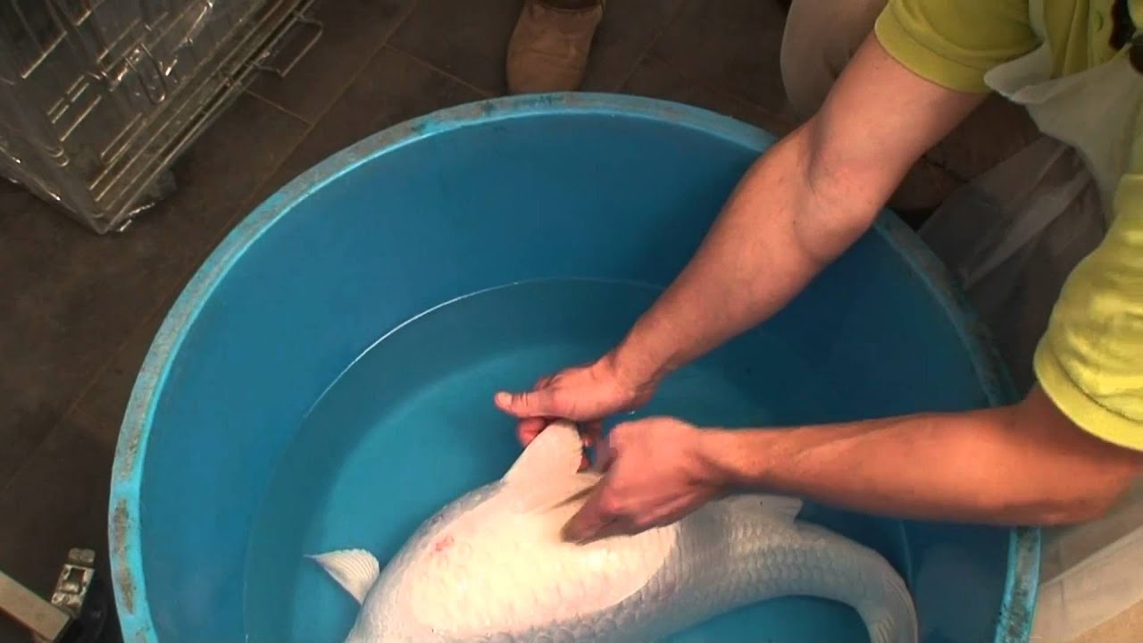 Surgery of a koi part 1 - YouTube