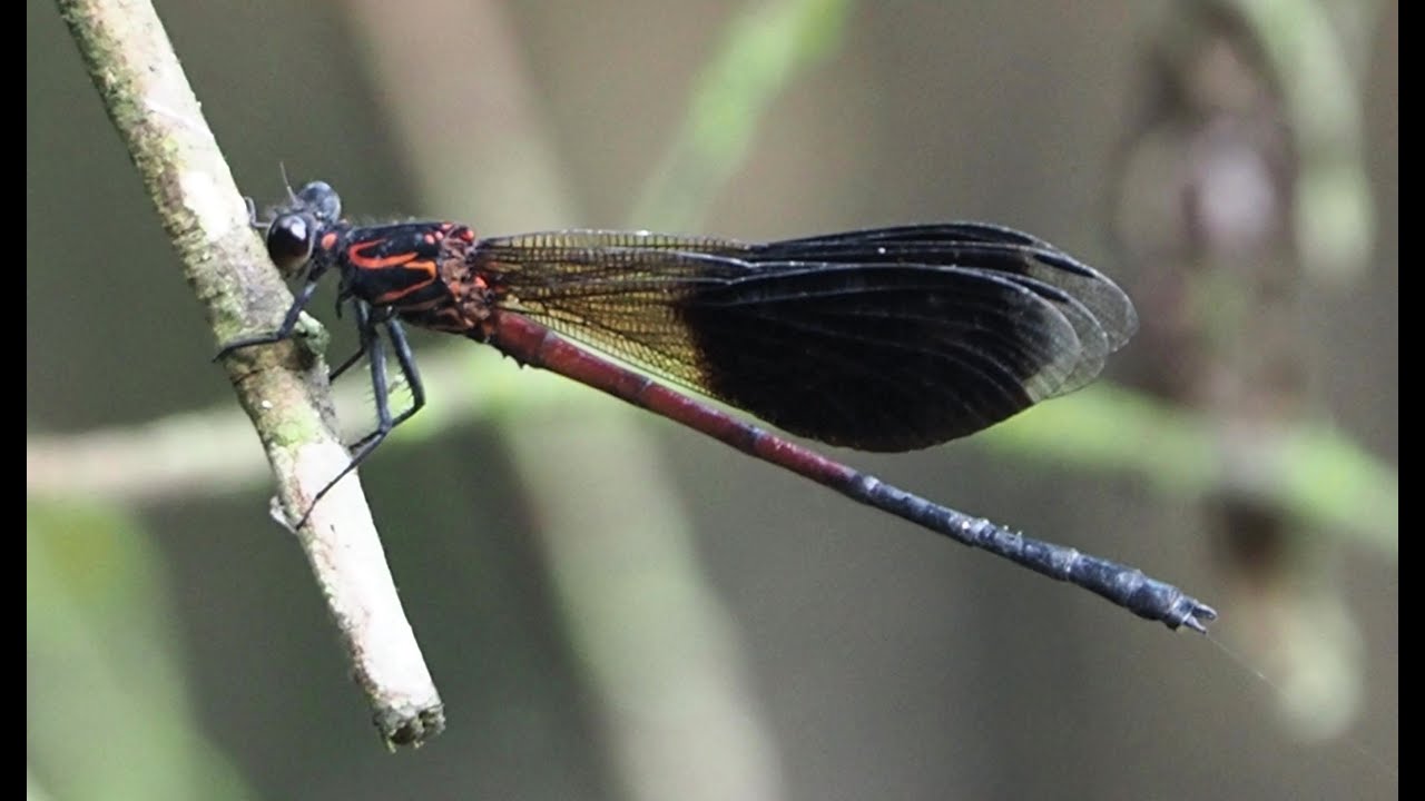 1130729 Formosan Gossamerwing （Euphaea formosa) is endemic to Taiwan ...