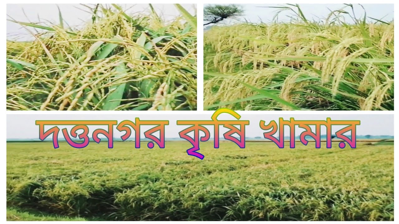 Dattanagar agricultural farm. BADC- Dattanagar. The biggest ...