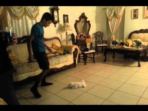 Viscious Puppy Attack! Demon Poodle Arises! - YouTube