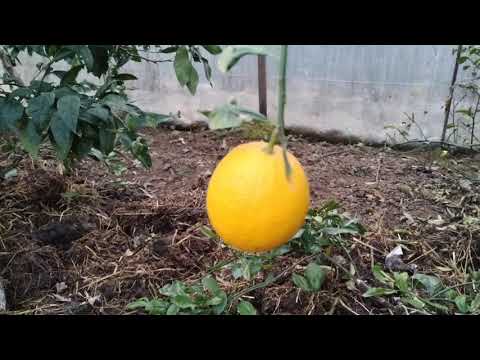 Veravul,Lənkəran,Azərbaycan (10 yanvar 2021)