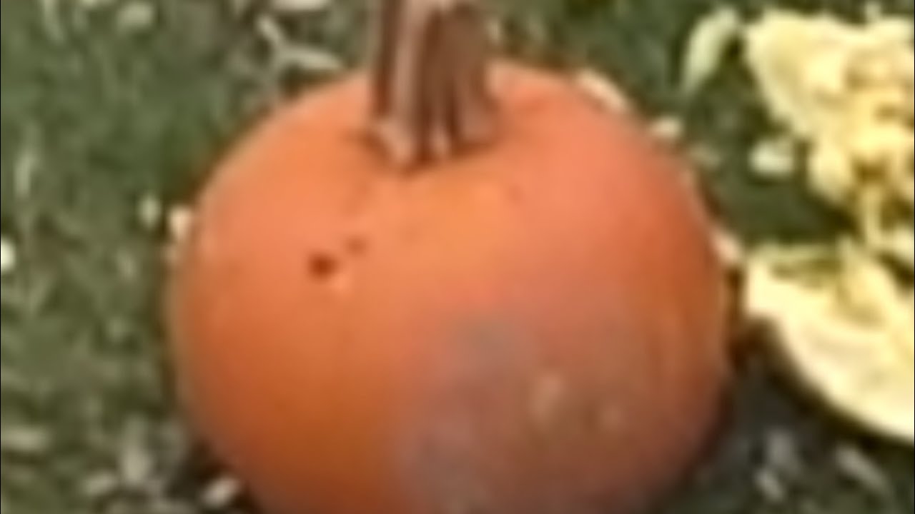 Pumpkin Slayer III - YouTube