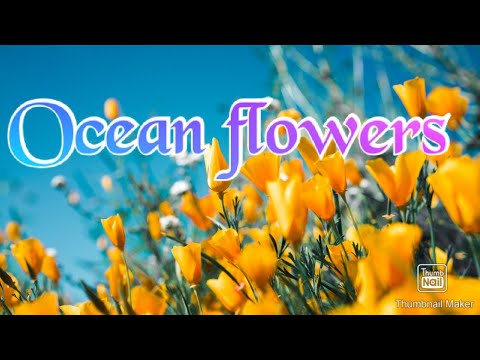 Ocean flowers.