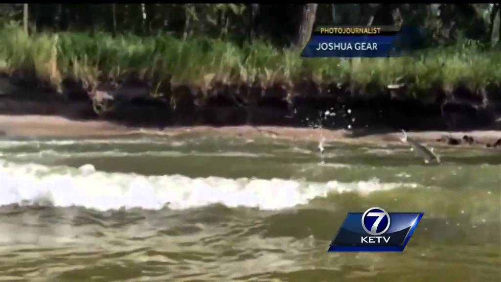 Invasive fish choking Nebraska waterways - YouTube