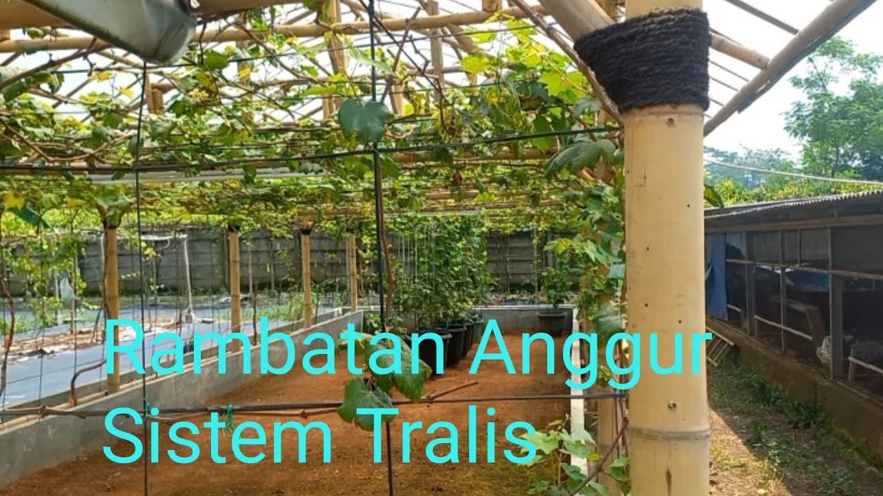 Rambatan Anggur Sistem Tralis - YouTube