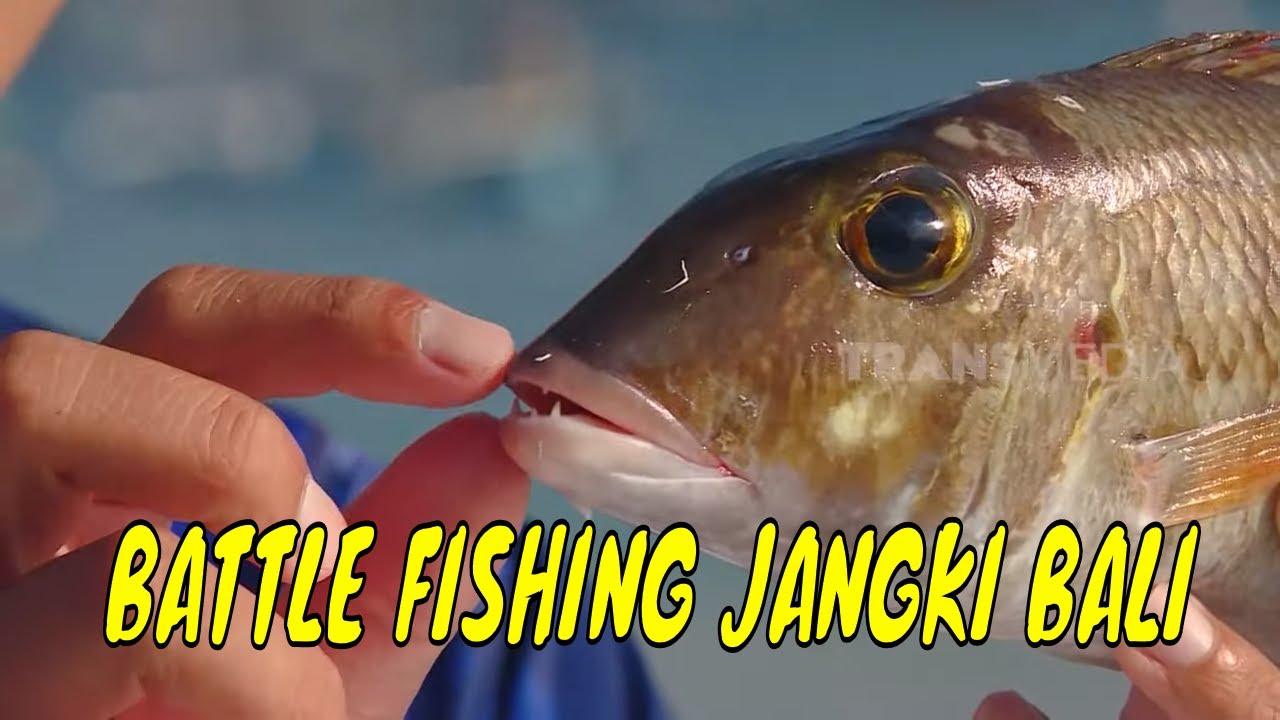 [FULL] BATTLE FISHING JANGKI BALI | MANCING MANIA STRIKE BACK (24/09/23 ...