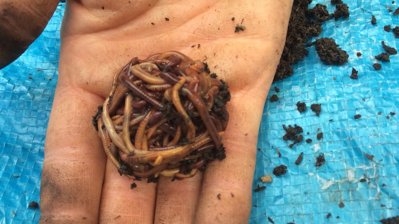 Ball of squirming Red Wiggler compost worms - YouTube