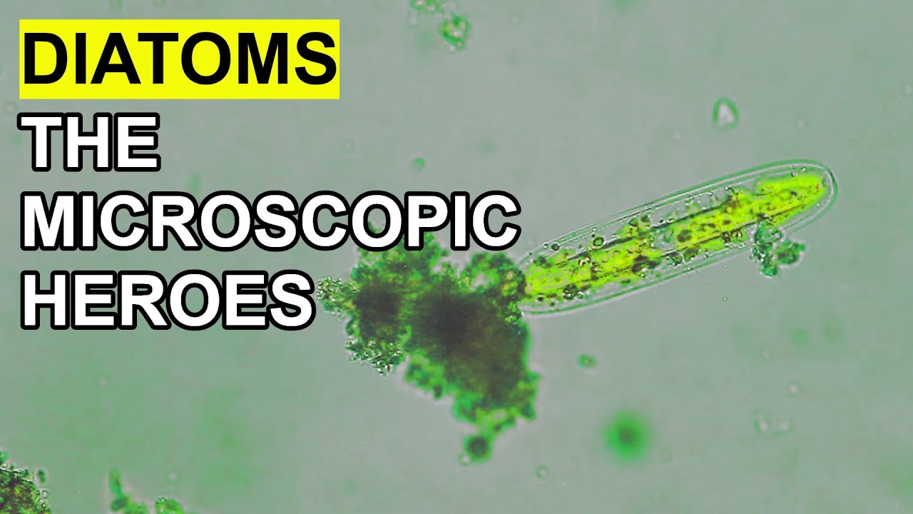 Diatom // Life and Habits - YouTube