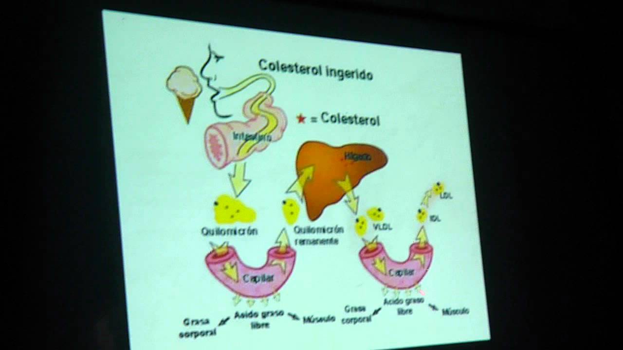 disliipidemia (via endogena y exogena) - YouTube