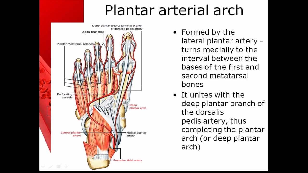 Arteries of Lower Limb Anatomy | Plantar Arterial Arch | Ample Medical ...