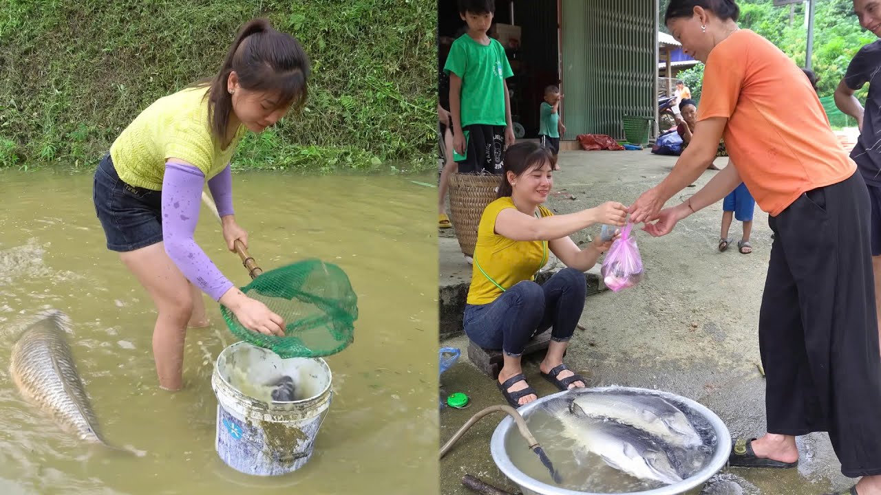 Harvesting Lots Fish In The Field Goes To Market Sell - Separate corn ...