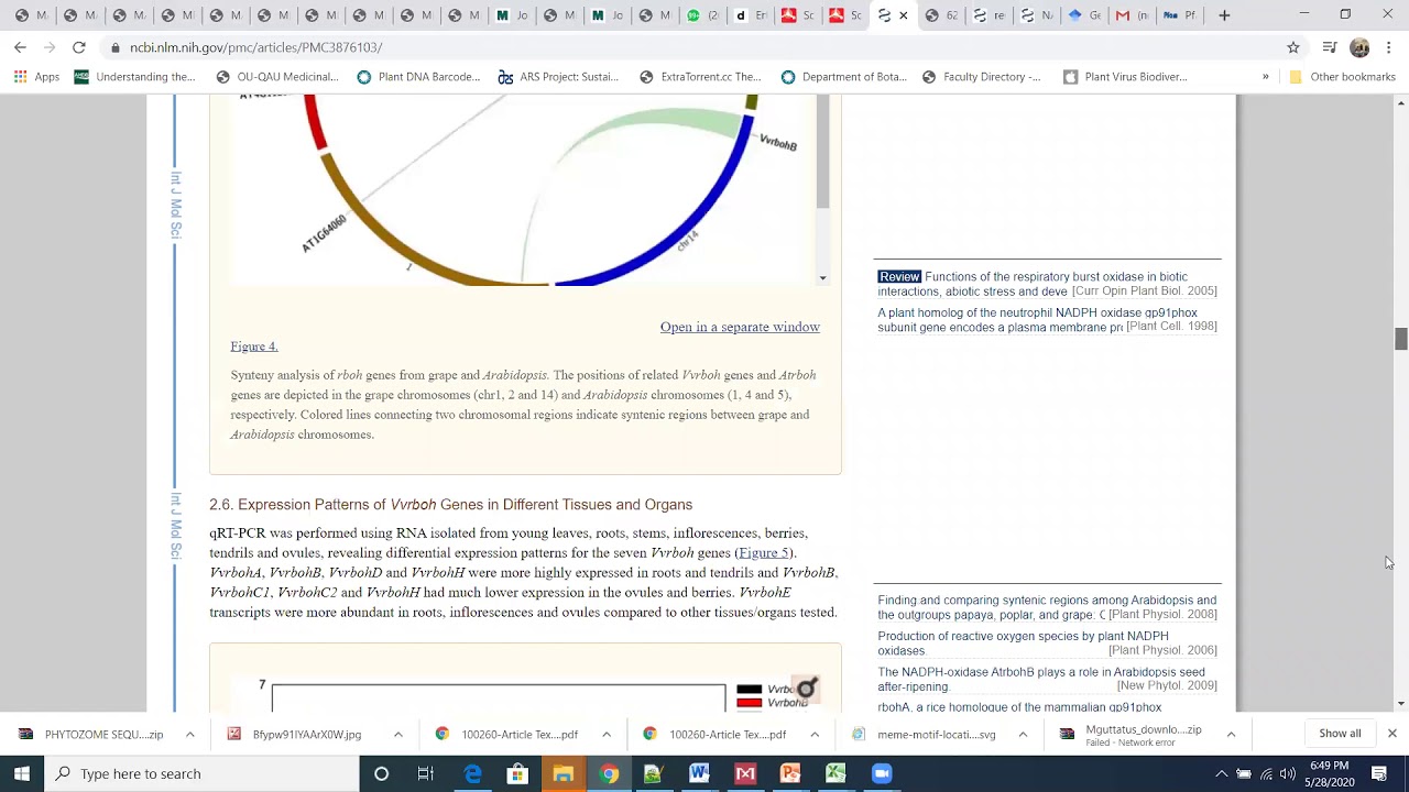 Step 1 reference sequence from NCBI of gene of interest RBOH - YouTube