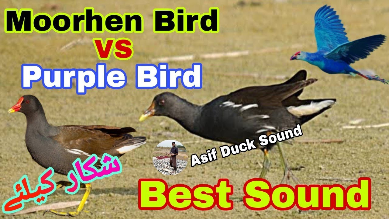 Moorhen bird vs purple bird voice || Moorhen birds sound || Purple ...