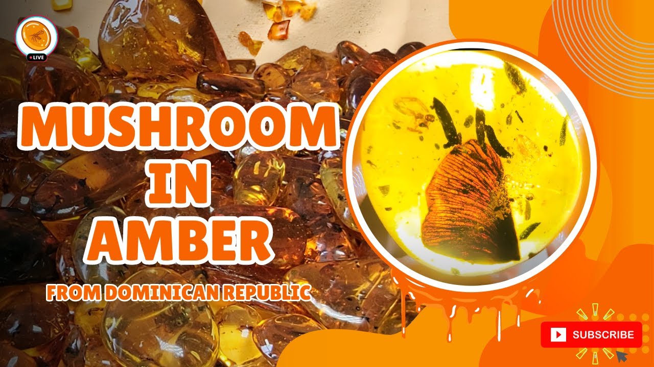 We Found A Prehistoric Mushroom In Amber! - YouTube