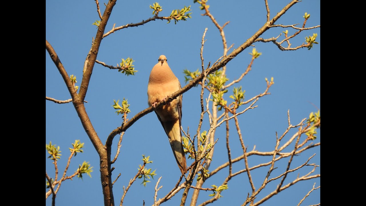 Mourning Dove cooing (unmated male perch-coo) - YouTube