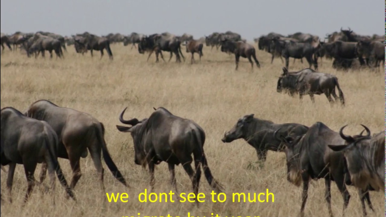 wild life masai mara ( wild world music.)wmv - YouTube