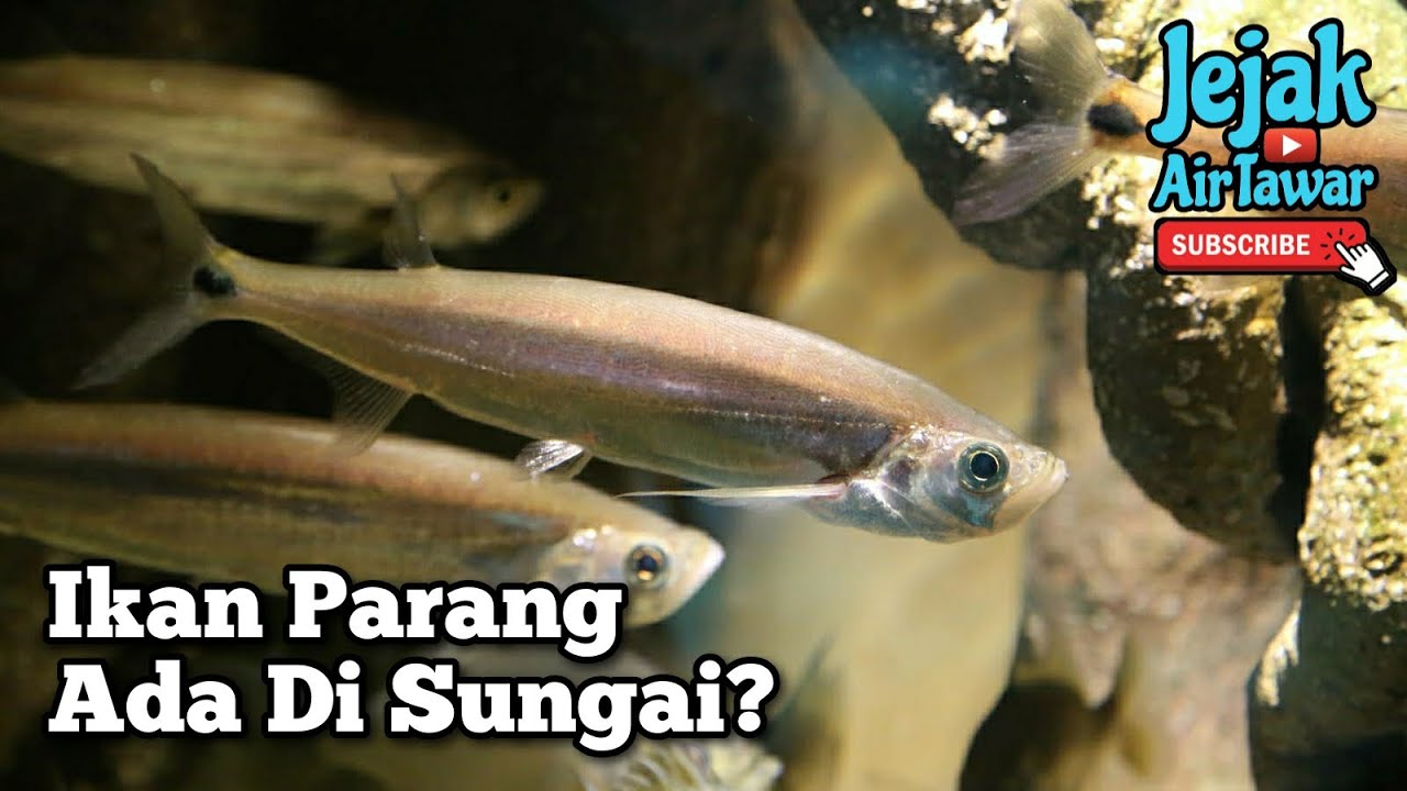 Ikan parang sungai - YouTube