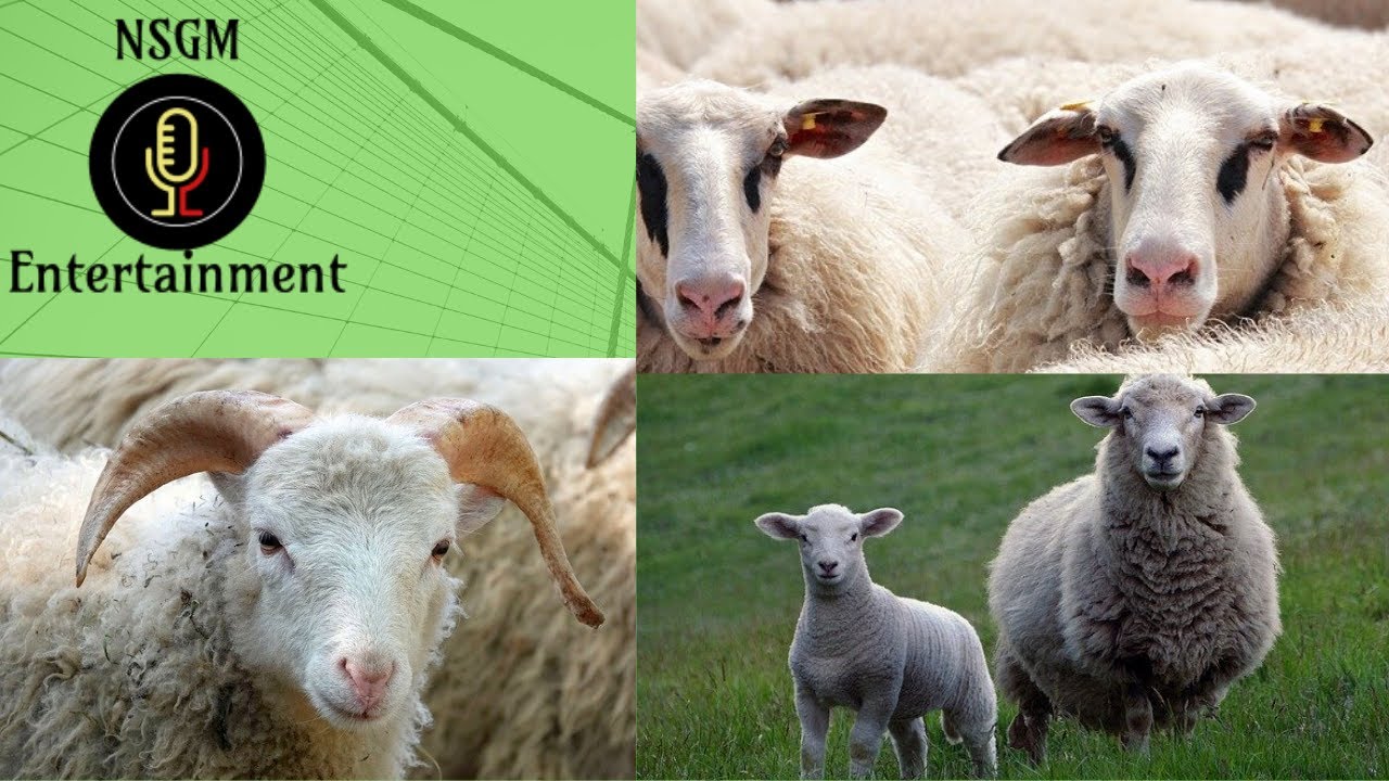 SHEEP: TOP 12 QUESTIONS YOU WILL PROBABLY HAVE TO ASK YOURSELF ABOUT ...