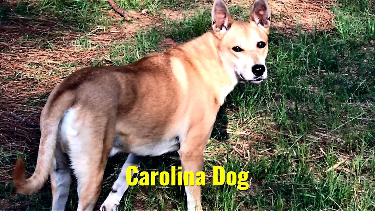 American Dingo (carolina dog) Canis lupus familiaris - YouTube