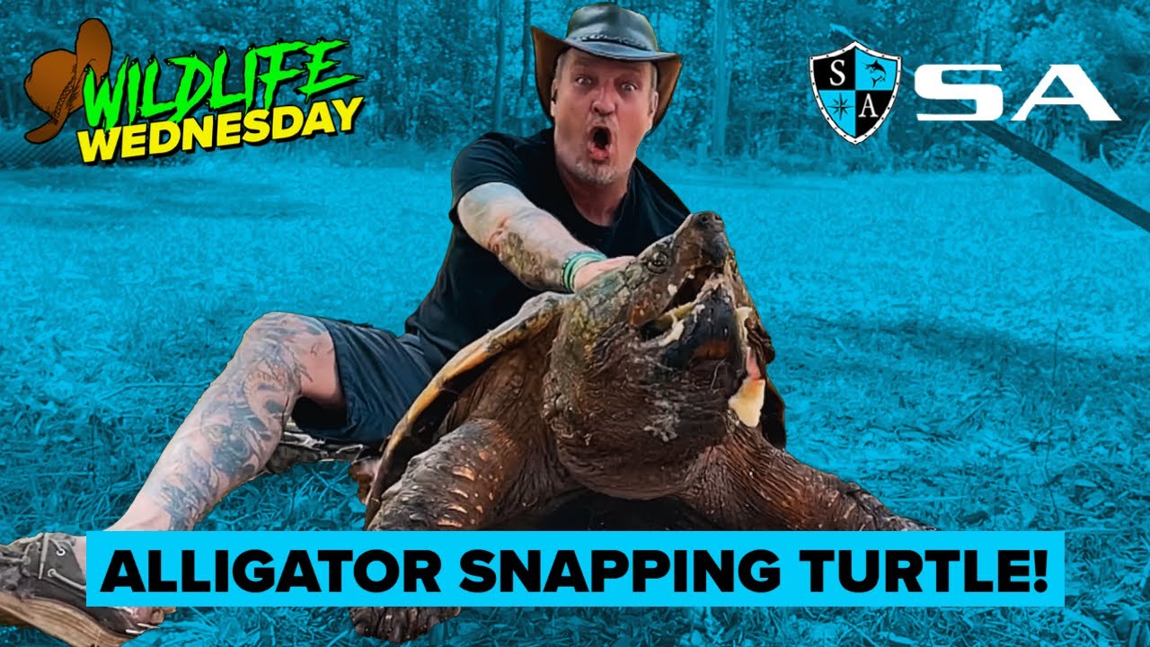 SA Co. Wildlife Wednesday: Alligator Snapping Turtle! 🐢 - YouTube