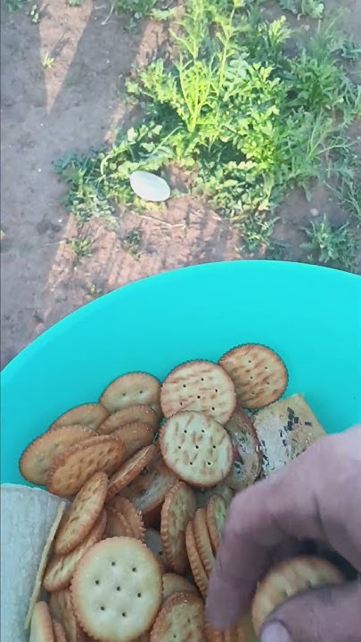 Tortilla Frisbee and Ritz Toss - YouTube