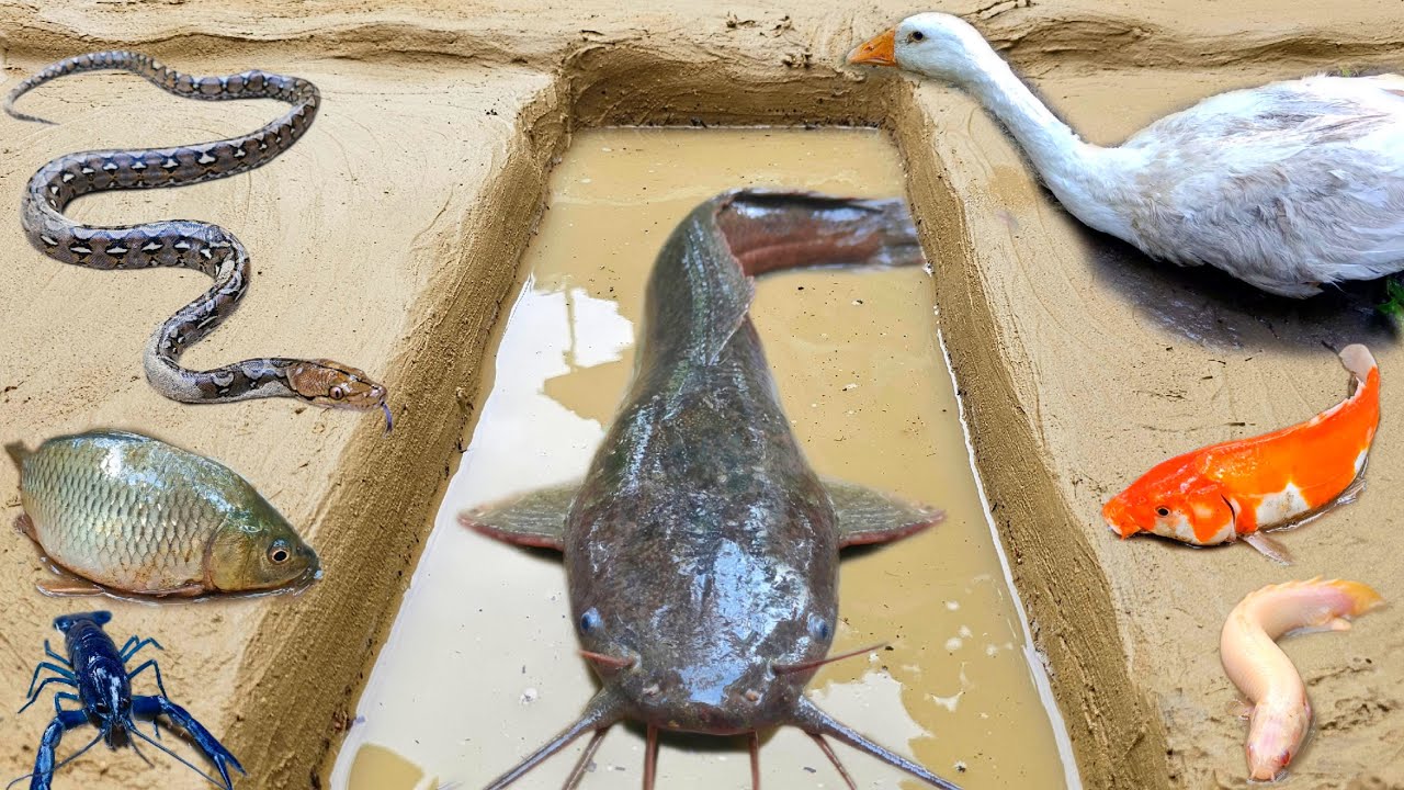 Mancing ikan lele jumbo dalam lubang berlumpur ada ikan hias, ikan koi ...