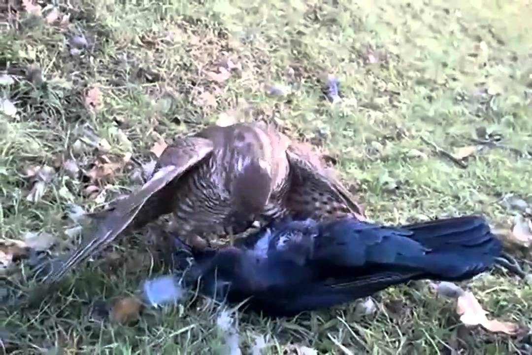 Falcon attack black bird HD - YouTube