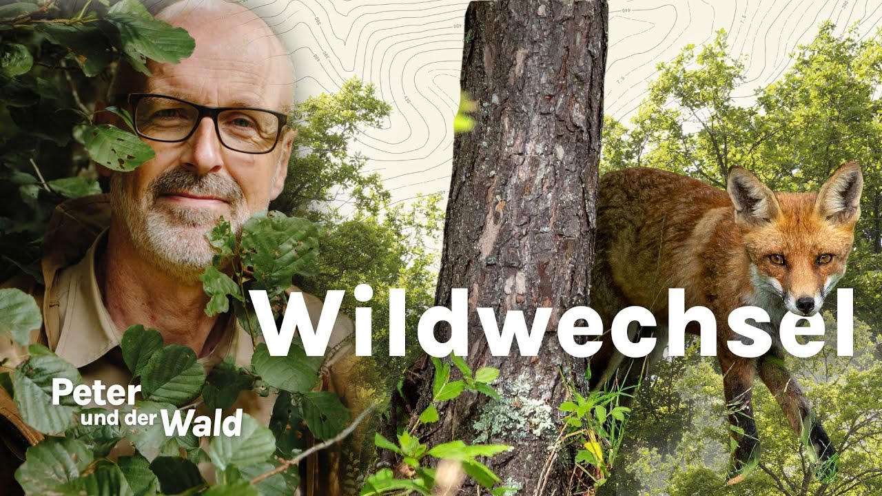 Peter und der Wald - KURZWISSEN - Wildwechsel - YouTube