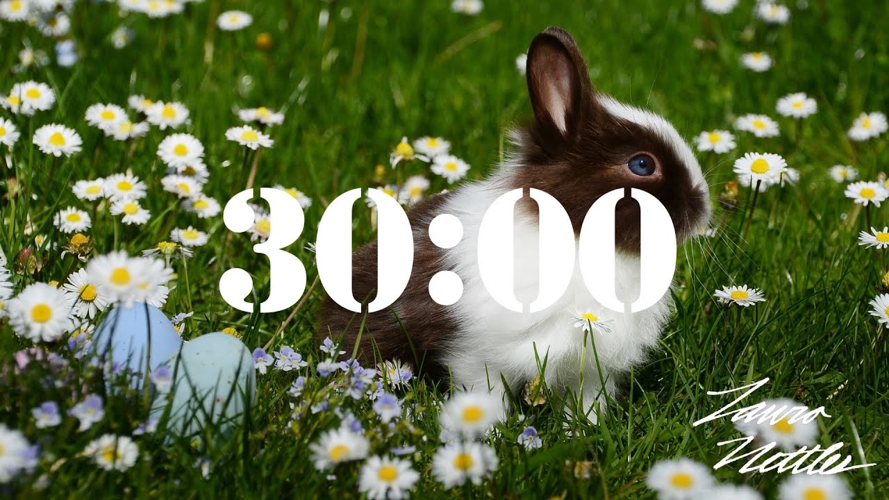 30 Minute Bunny Timer - YouTube