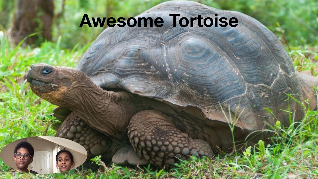 Awesome Tortoise - YouTube